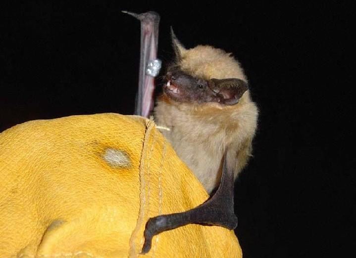 Flying Mammals - Examples and Types With Photos