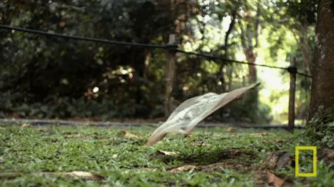 Flying Mammals - Examples and Types With Photos