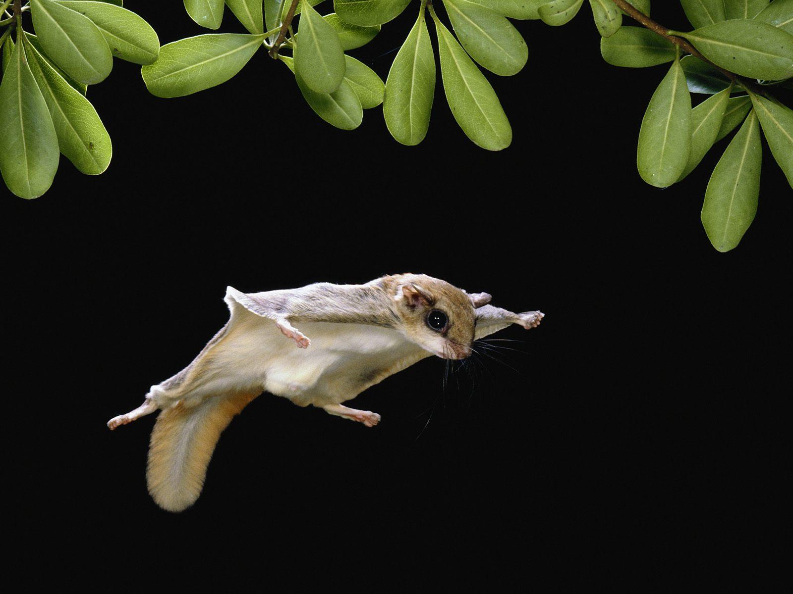 Flying Mammals - Examples and Types With Photos