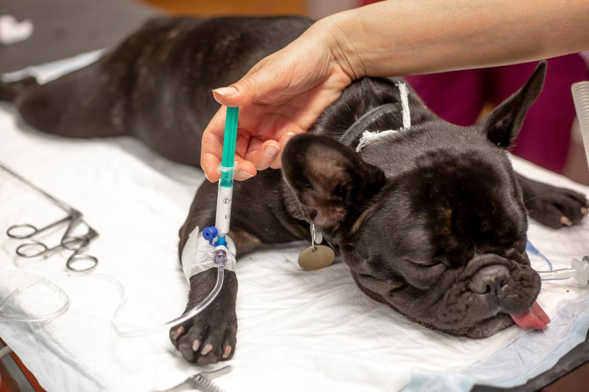 Are Dogs Aware When Sedated? - Dog Sedation and Anaesthesia