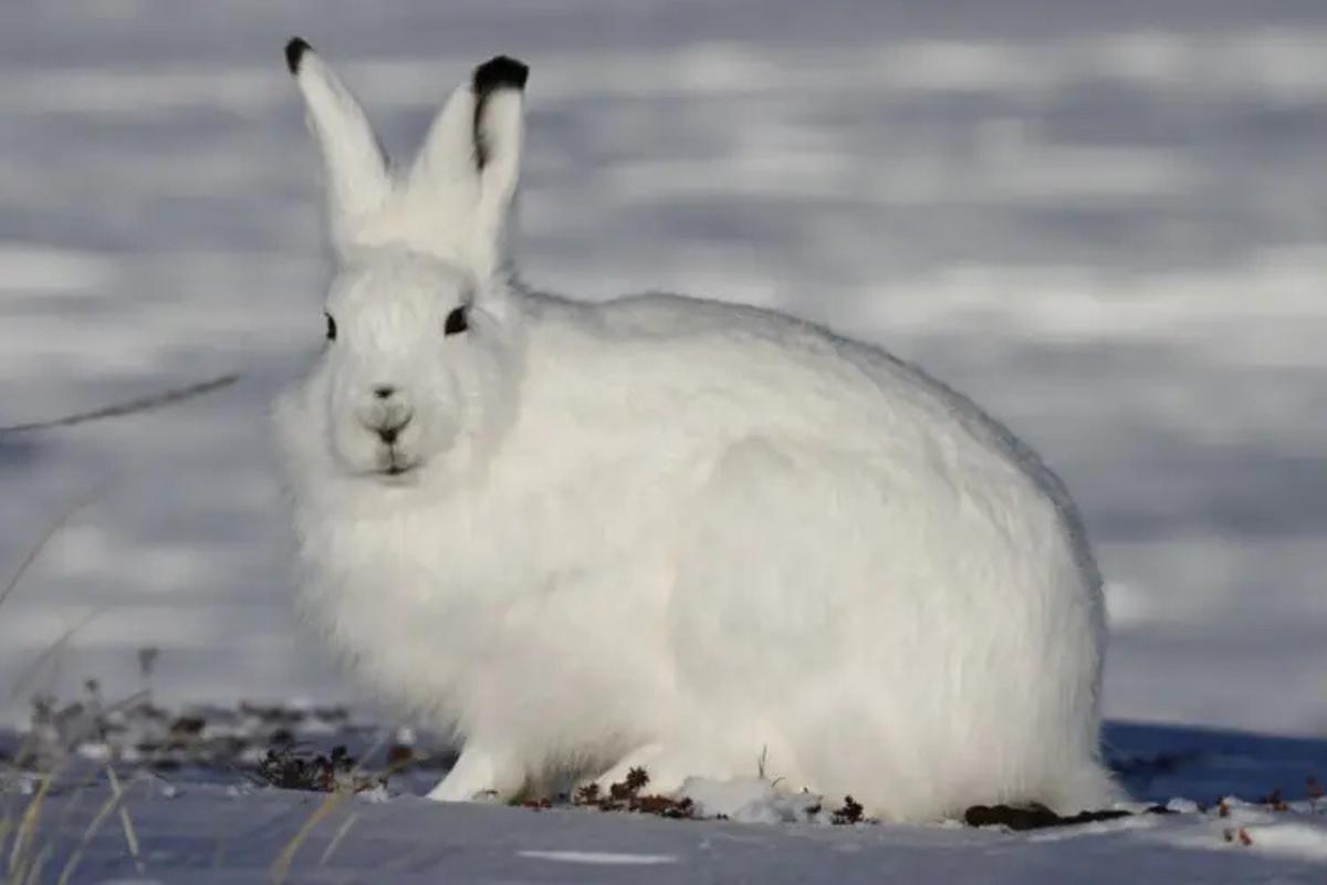 20 Winter Animals with Photos, Names, and Fun Facts
