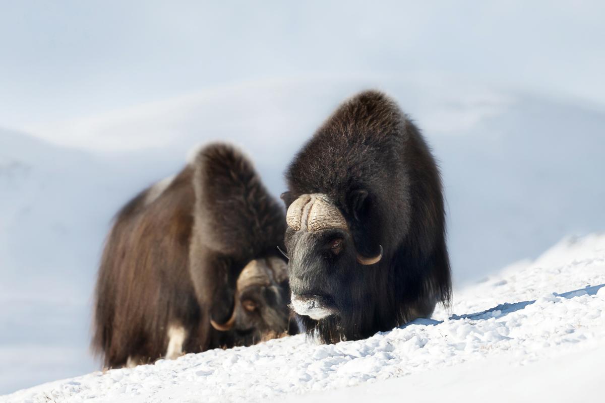 20 Winter Animals with Photos, Names, and Fun Facts