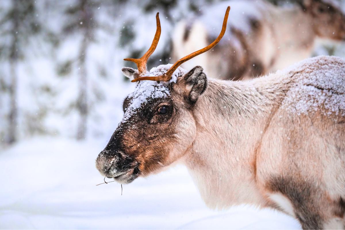 20 Winter Animals with Photos, Names, and Fun Facts