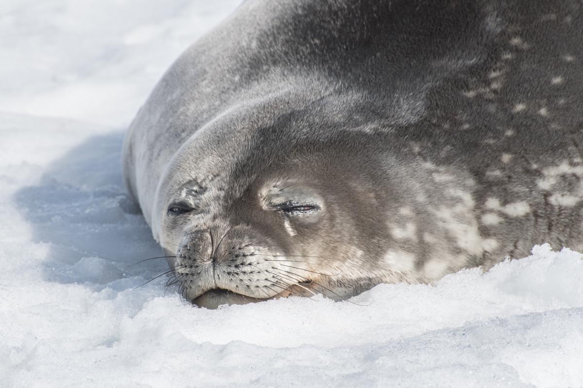 20 Winter Animals with Photos, Names, and Fun Facts