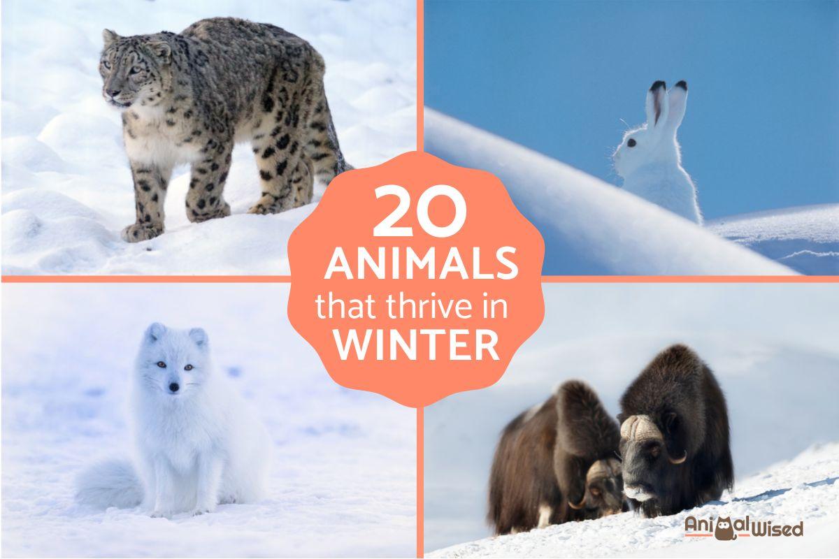 20 Winter Animals with Photos, Names, and Fun Facts