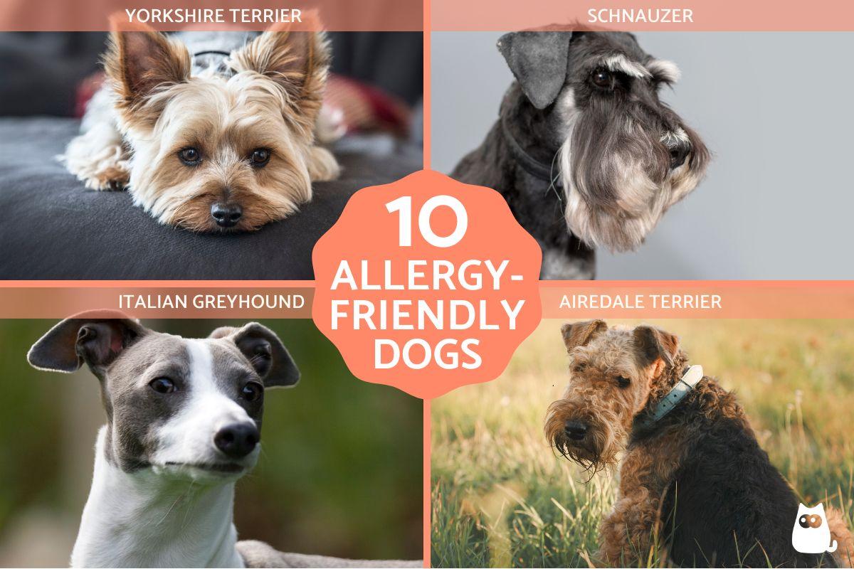 +10 Best Hypoallergenic Dog Breeds - Low-Shedding Pets for Allergy Relief