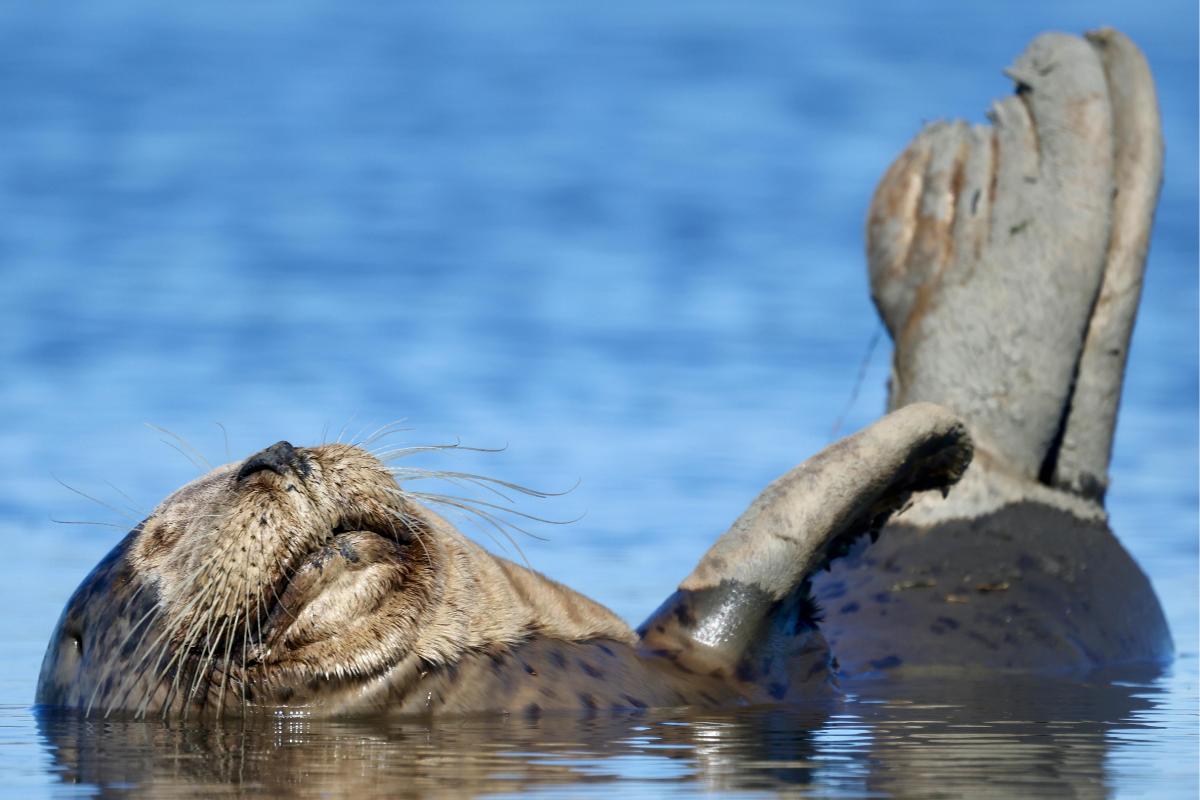 Leopard Seal Claws