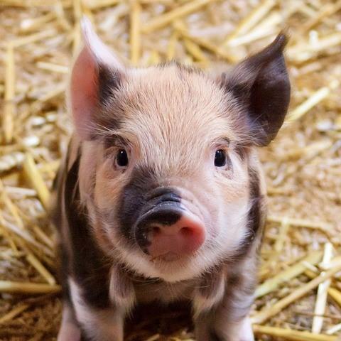 The 5 Most Intelligent Animals in the World