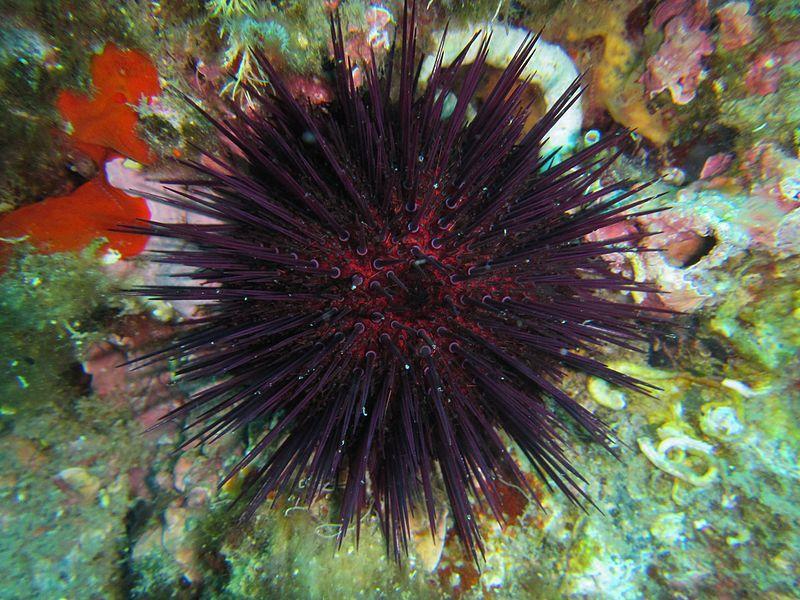 25 Types of Sea Urchins - Names of Sea Urchin Varieties