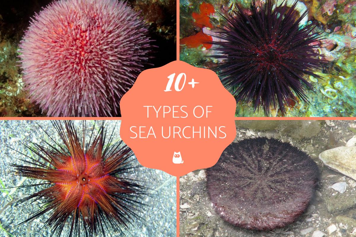 25 Types of Sea Urchins - Names of Sea Urchin Varieties