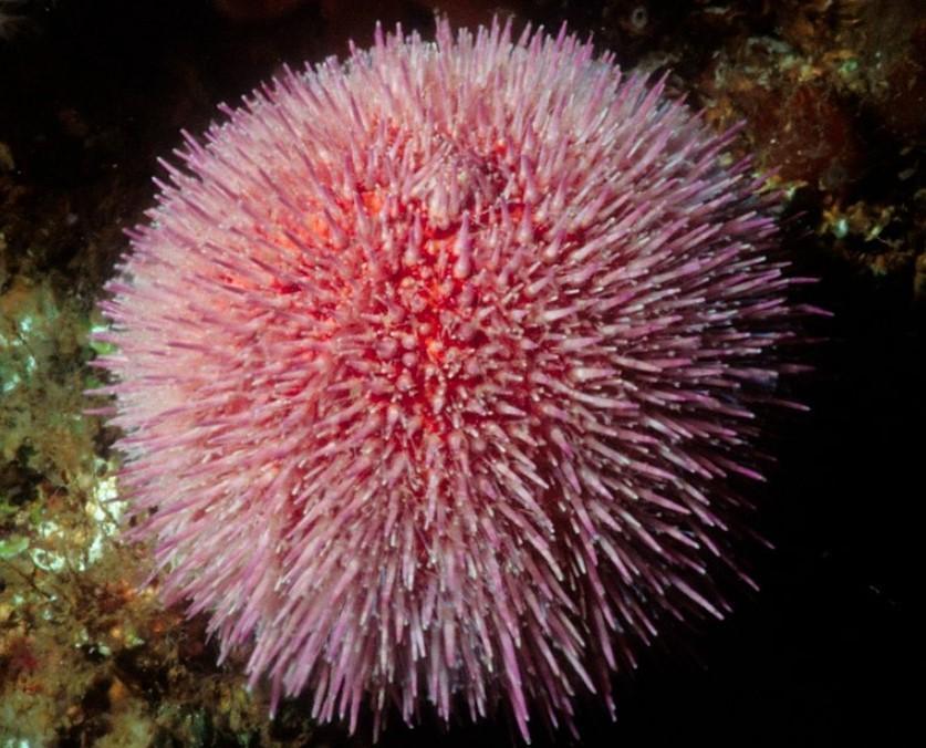 25 Types of Sea Urchins - Names of Sea Urchin Varieties