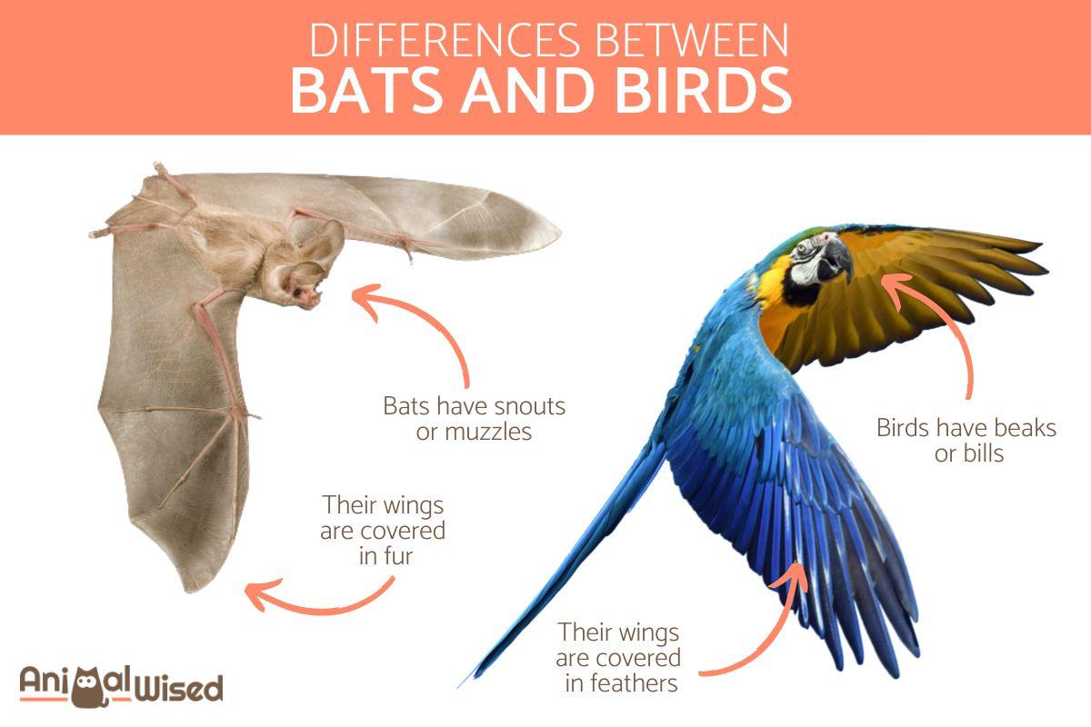 Why Is a Bat a Mammal and Not a Bird? - Understanding the Key Differences