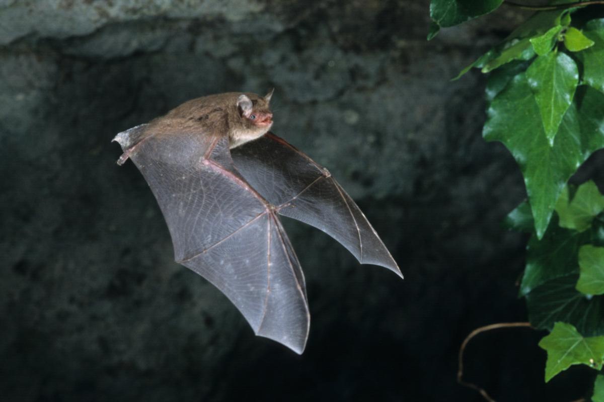 Why Is a Bat a Mammal and Not a Bird? - Understanding the Key Differences