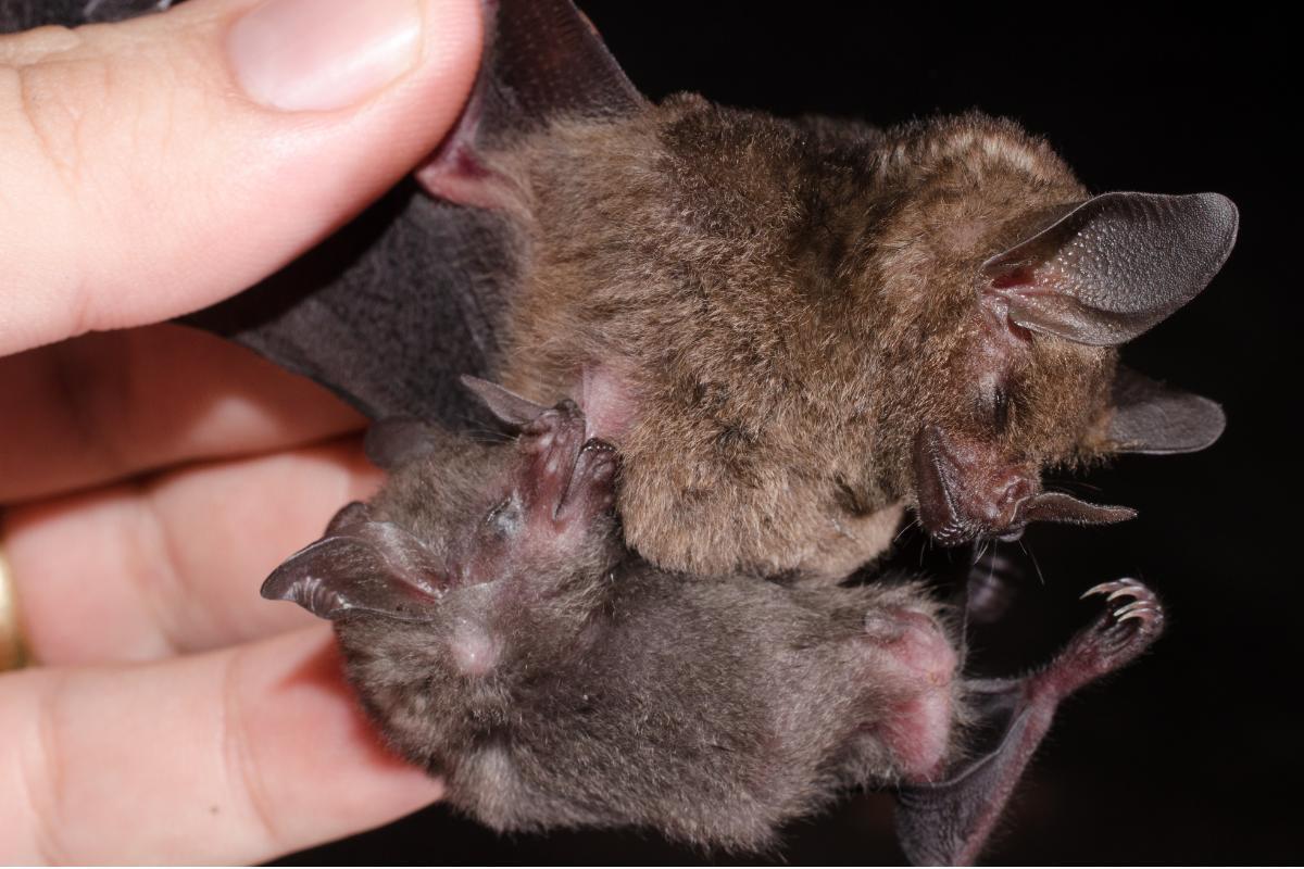 Why Is a Bat a Mammal and Not a Bird? - Understanding the Key Differences