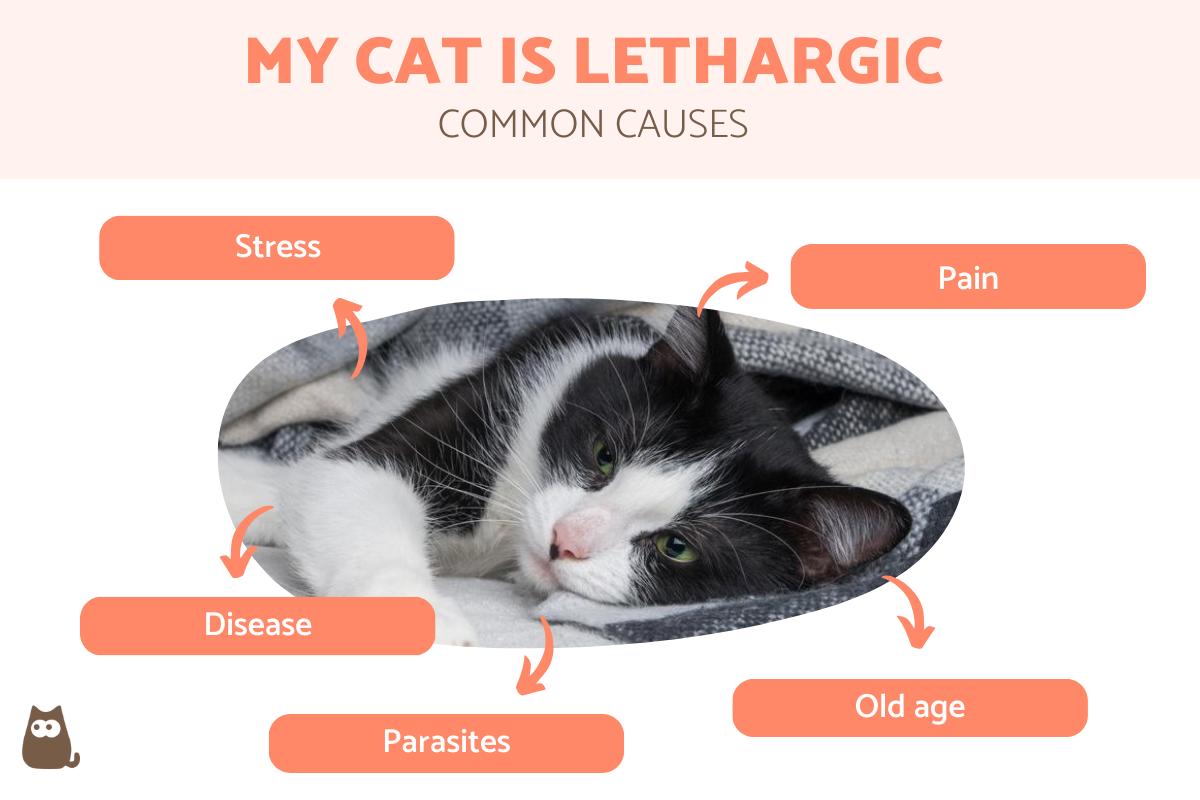 My Cat Is Acting Lethargic and Won't Move - Sudden Lethargy in Cats