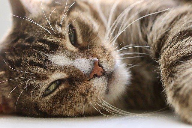 Leishmaniasis in Cats - Causes, Symptoms and Treatment