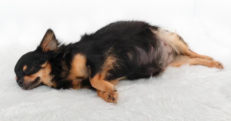 Normal Vital Signs In Dogs - EVERYTHING you need to know!