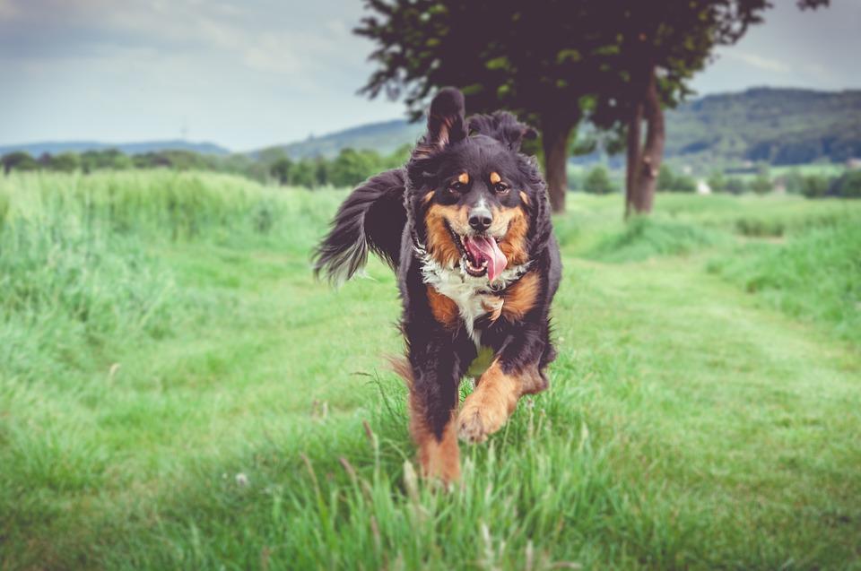 Do Dogs Sweat? - 3 Ways Dogs Cool down in Hot Weather