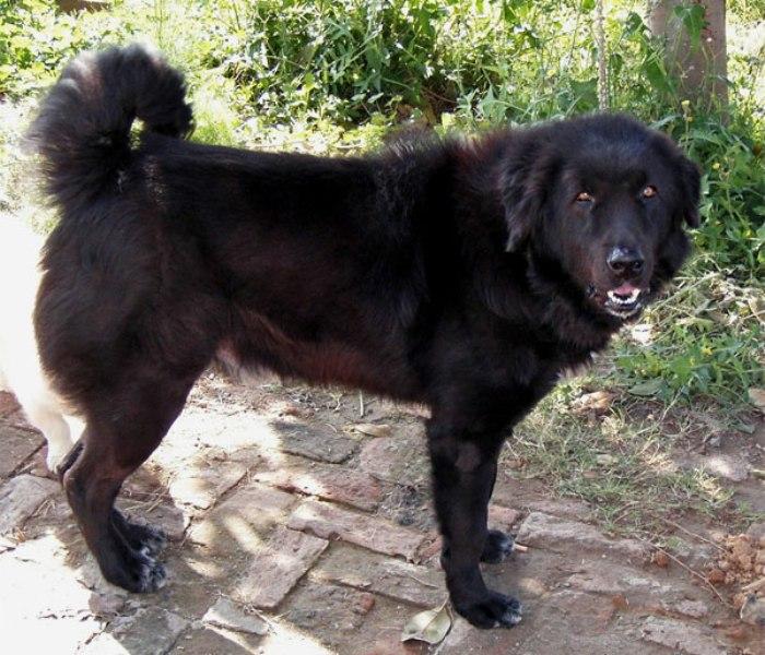 Indian Breeds Of Dog List - With Pictures!