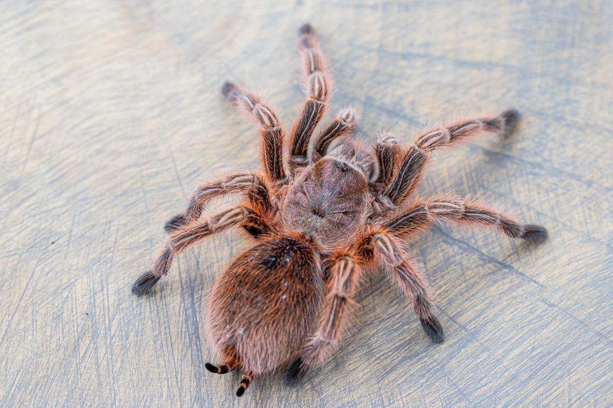 20 Types of Tarantulas - With Photos
