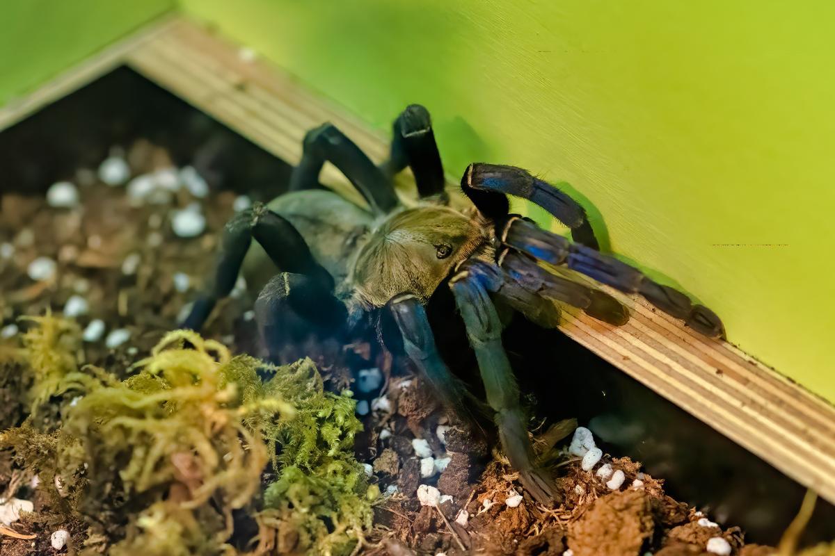 20 Types of Tarantulas - With Photos