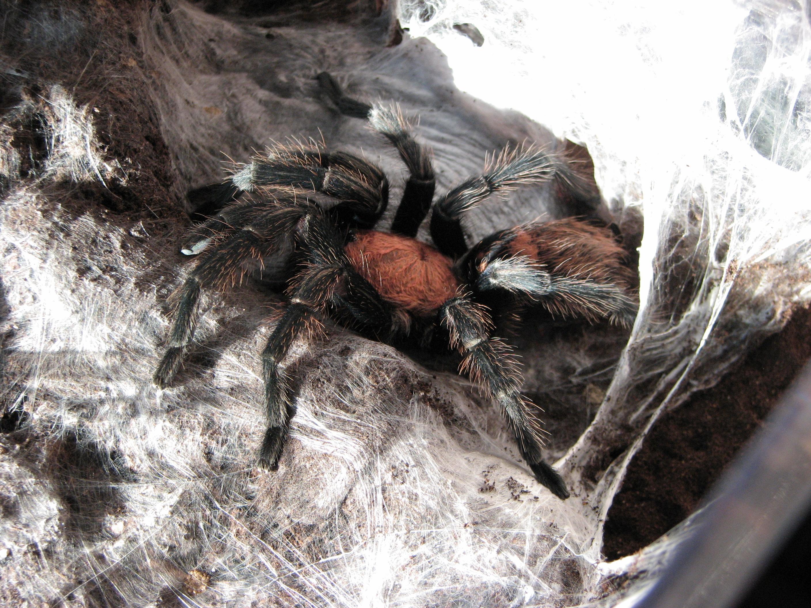 20 Types of Tarantulas - With Photos