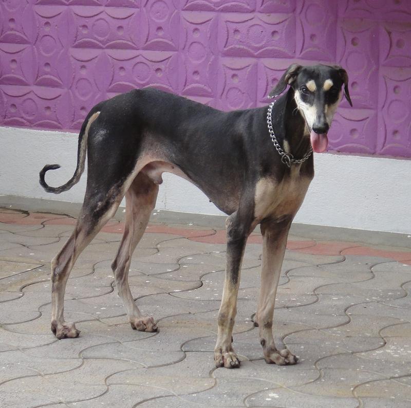 Indian Breeds Of Dog List - With Pictures!
