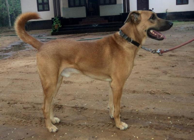 Indian Breeds Of Dog List - With Pictures!