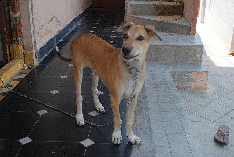 Indian Breeds Of Dog List - With Pictures!
