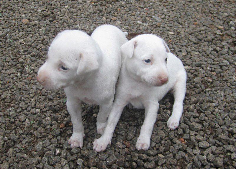 Indian Breeds Of Dog List - With Pictures!