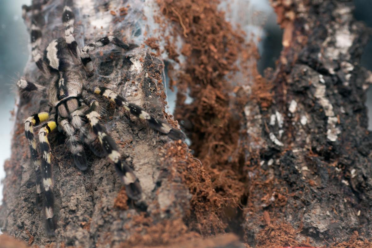 20 Types of Tarantulas - With Photos