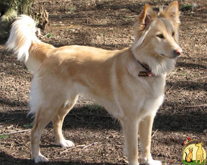Indian Breeds Of Dog List - With Pictures!