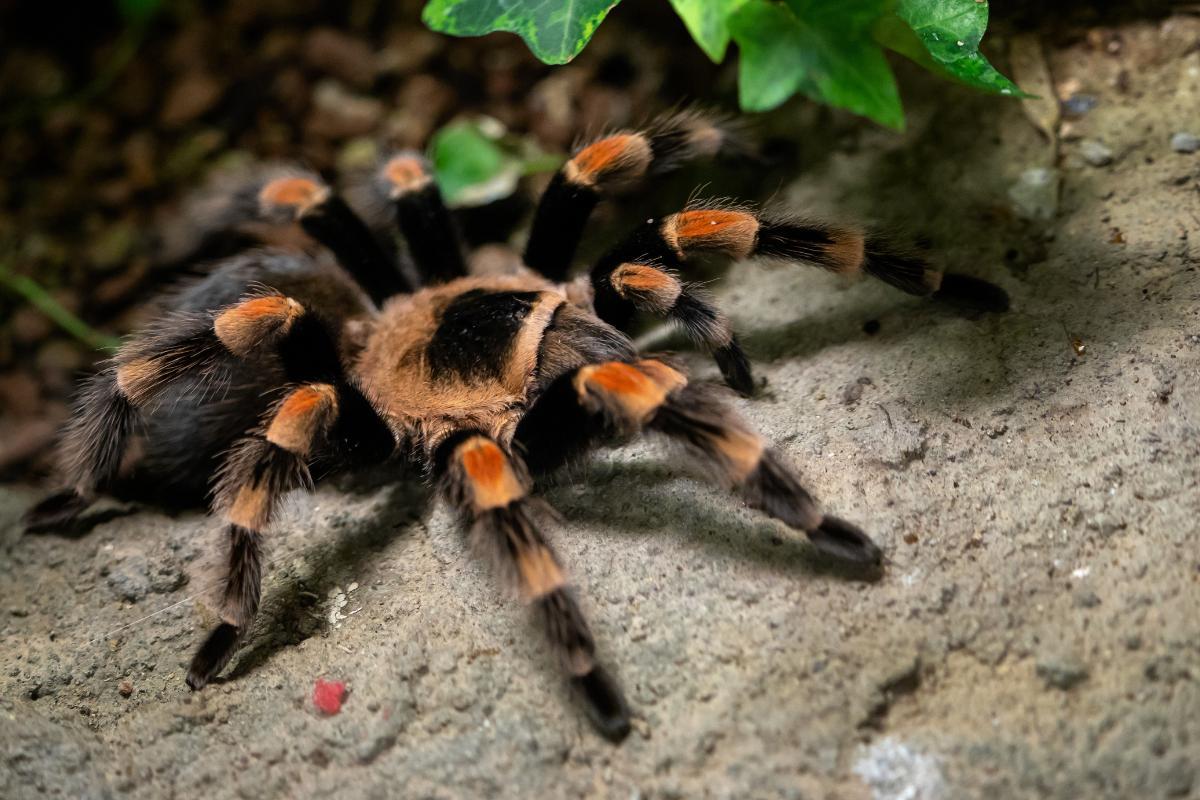 20 Types of Tarantulas - With Photos