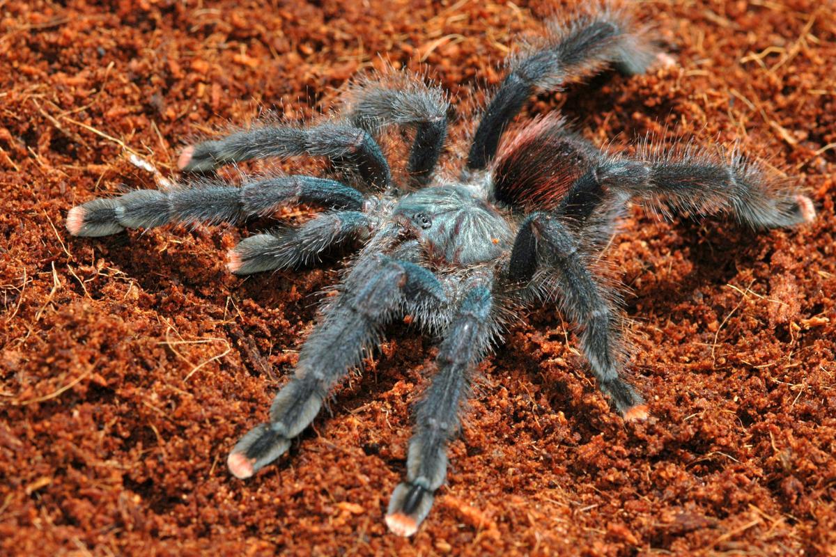 20 Types of Tarantulas - With Photos