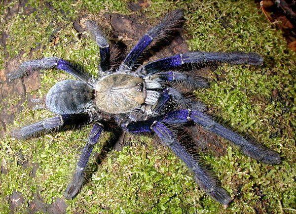 20 Types of Tarantulas - With Photos