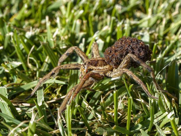 20 Types of Tarantulas - With Photos