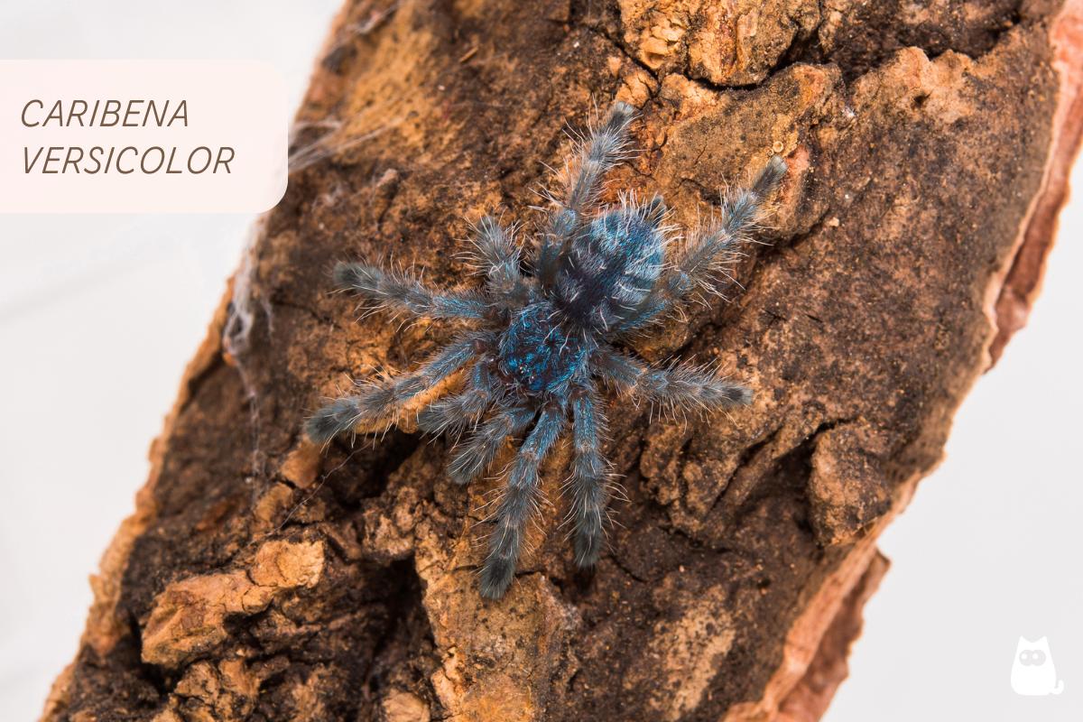 20 Types of Tarantulas - With Photos