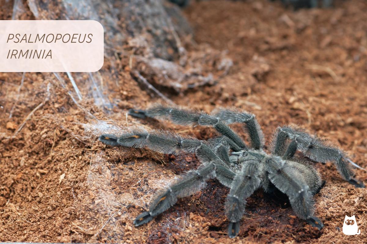 20 Types of Tarantulas - With Photos