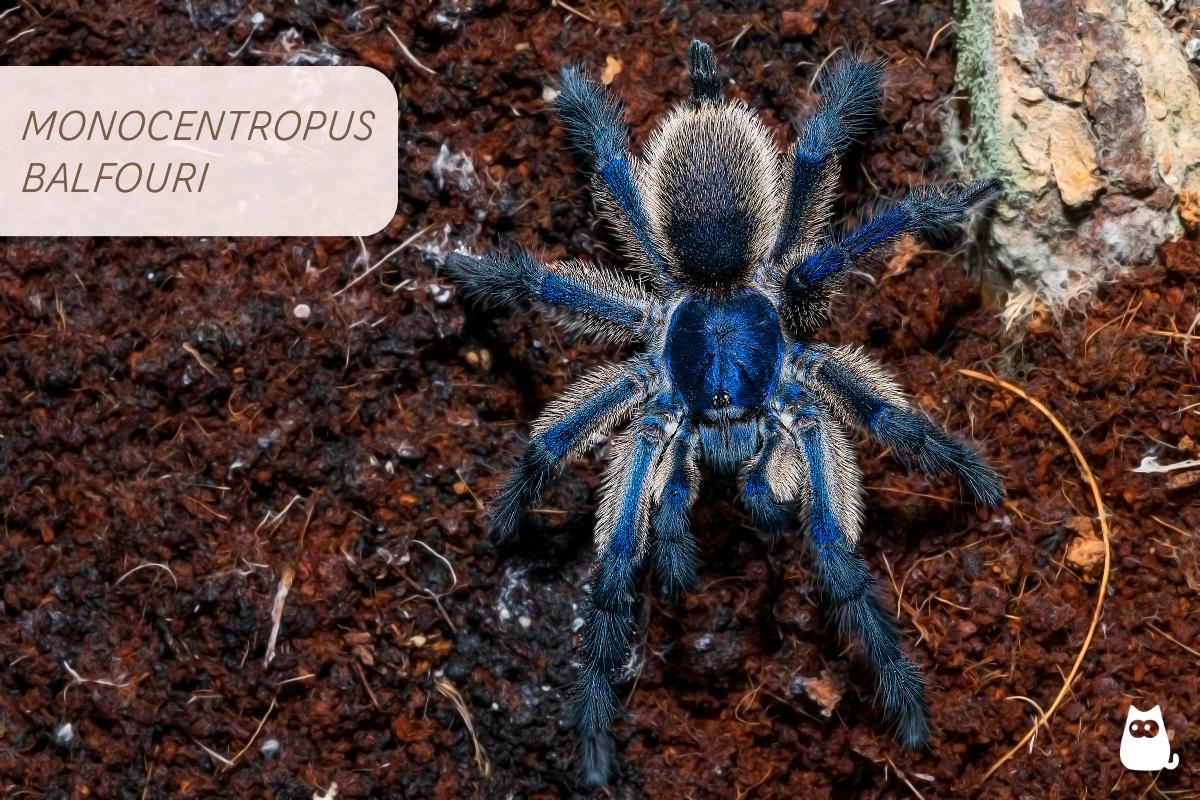 20 Types of Tarantulas - With Photos