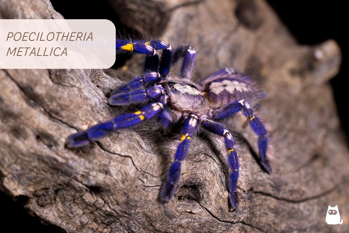 20 Types of Tarantulas - With Photos