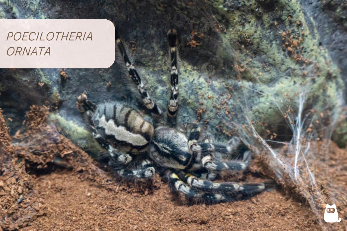20 Types of Tarantulas - With Photos