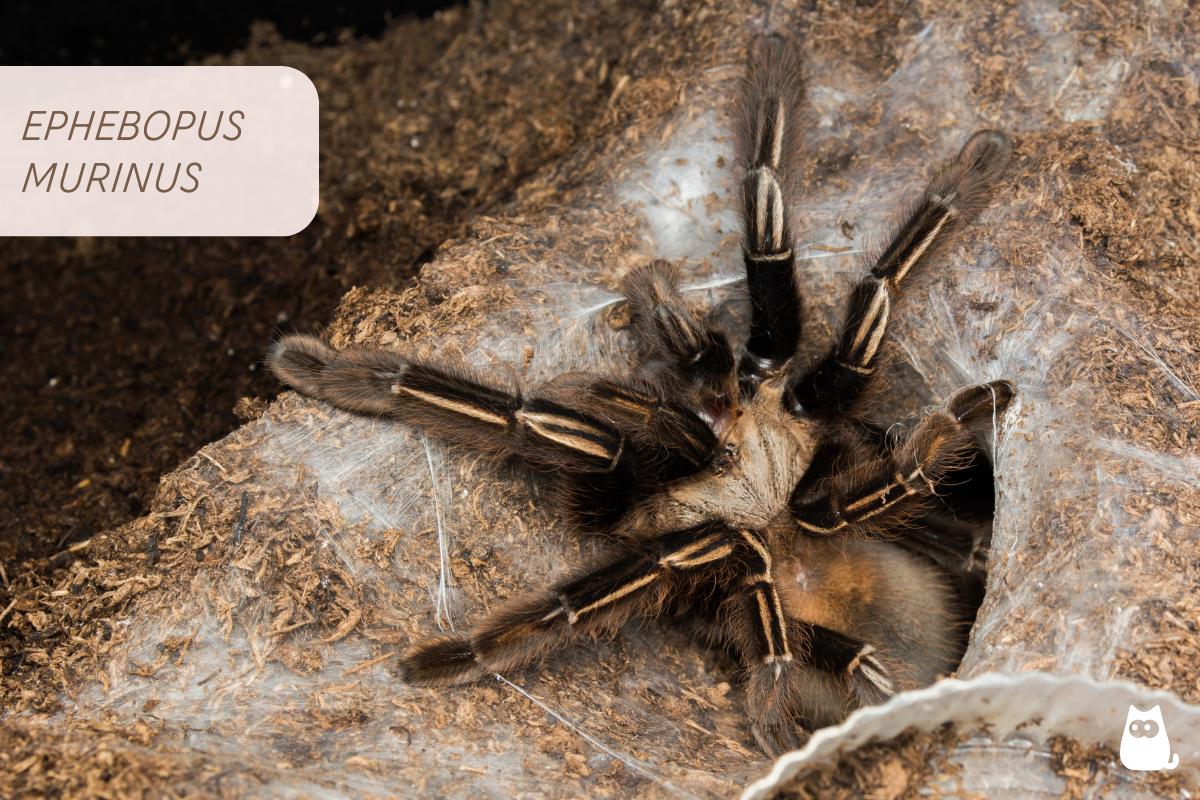 20 Types of Tarantulas - With Photos