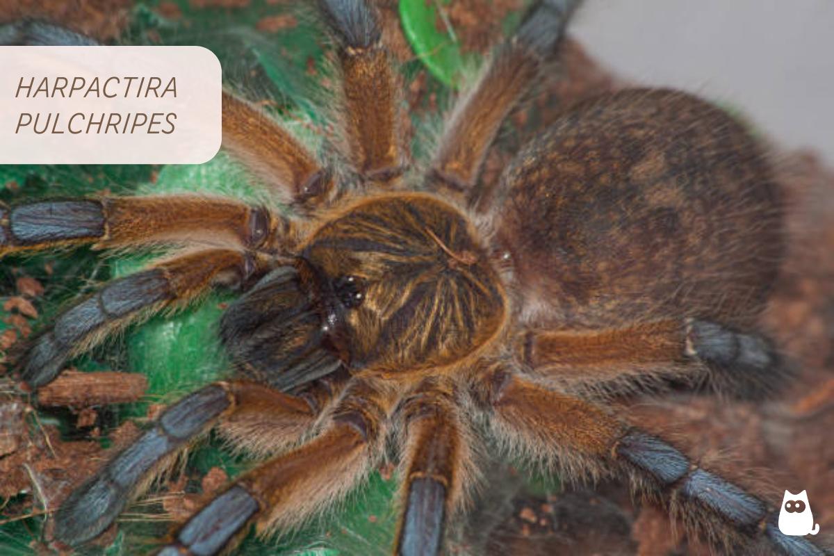20 Types of Tarantulas - With Photos