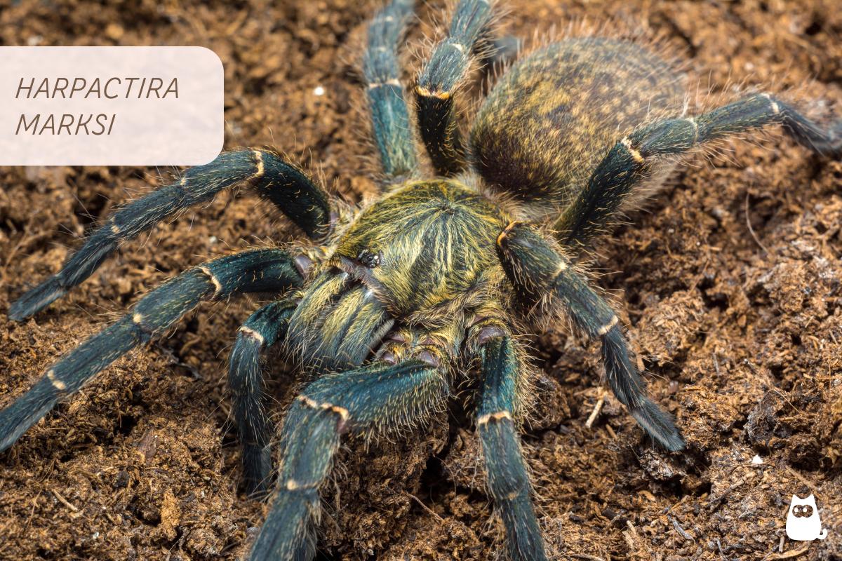 20 Types of Tarantulas - With Photos