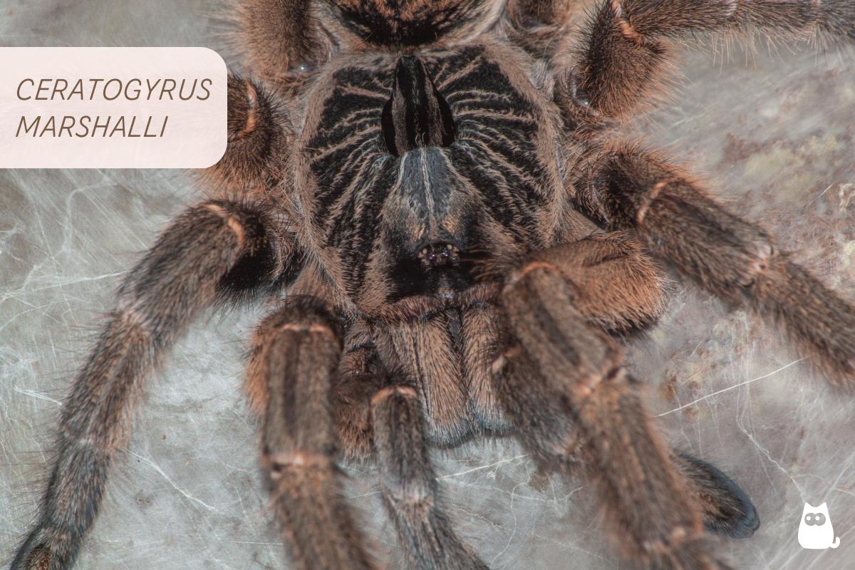 20 Types of Tarantulas - With Photos