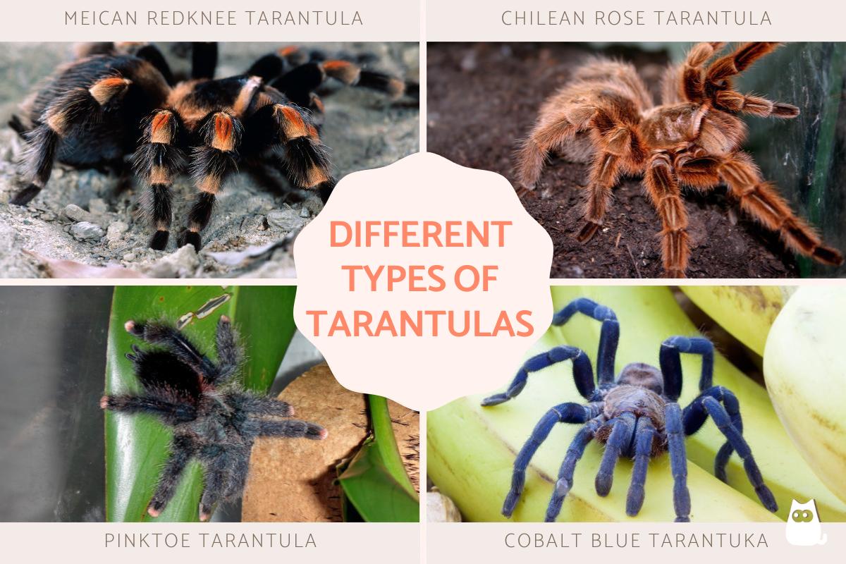 20 Types of Tarantulas - With Photos
