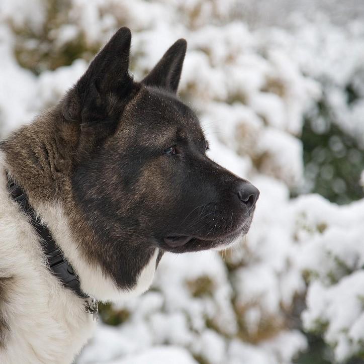 Caring for an American Akita
