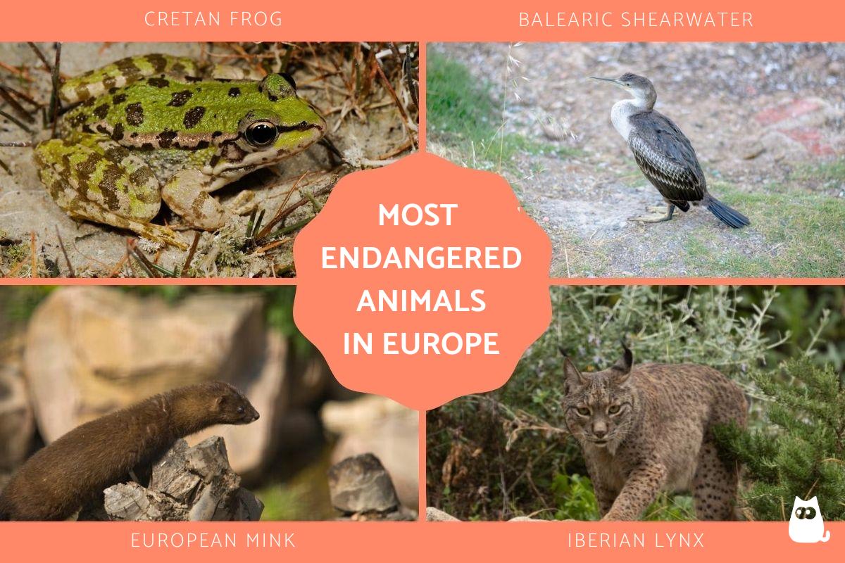 10 Most Endangered Animals in Europe - European Endangered Animals List