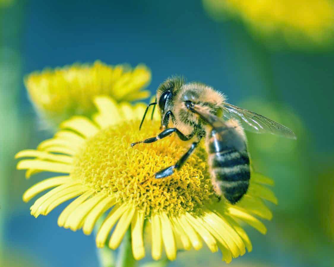 Bees Vision - How Pollinators See the World