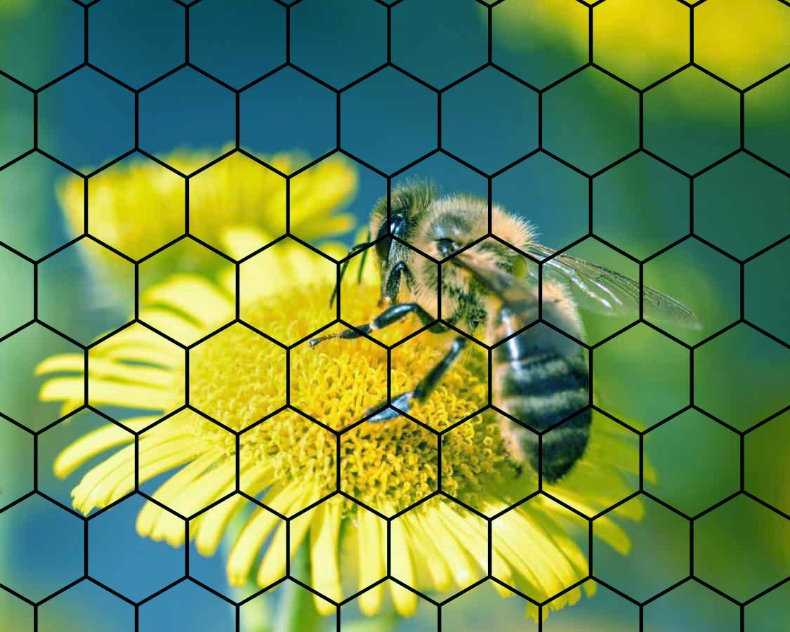 Bees Vision - How Pollinators See the World